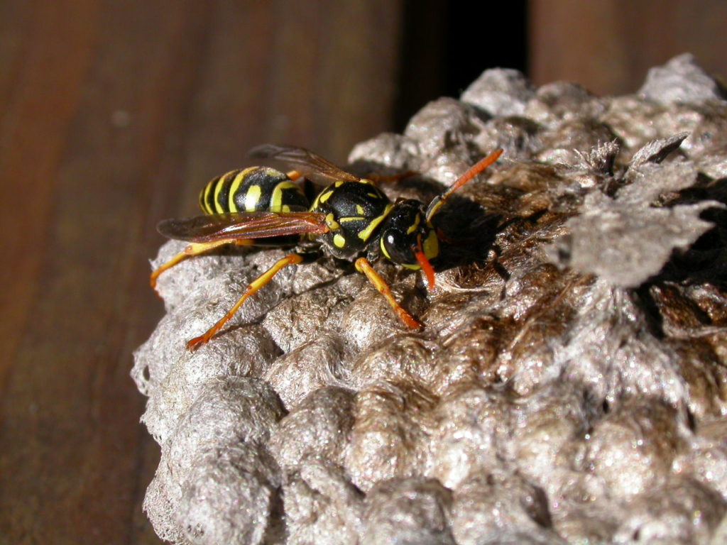 Reconnaître les insectes - Attrap'guêpes 73